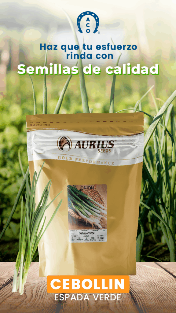 Semilla de cebollín espada verde - Agrocentro Oriental