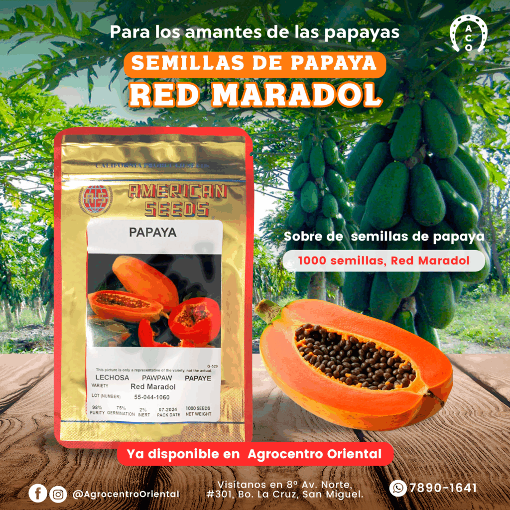 SEMILLA DE PAPAYA RED MARADOL 1,000 SEMILLA SOBRE - Agrocentro Oriental